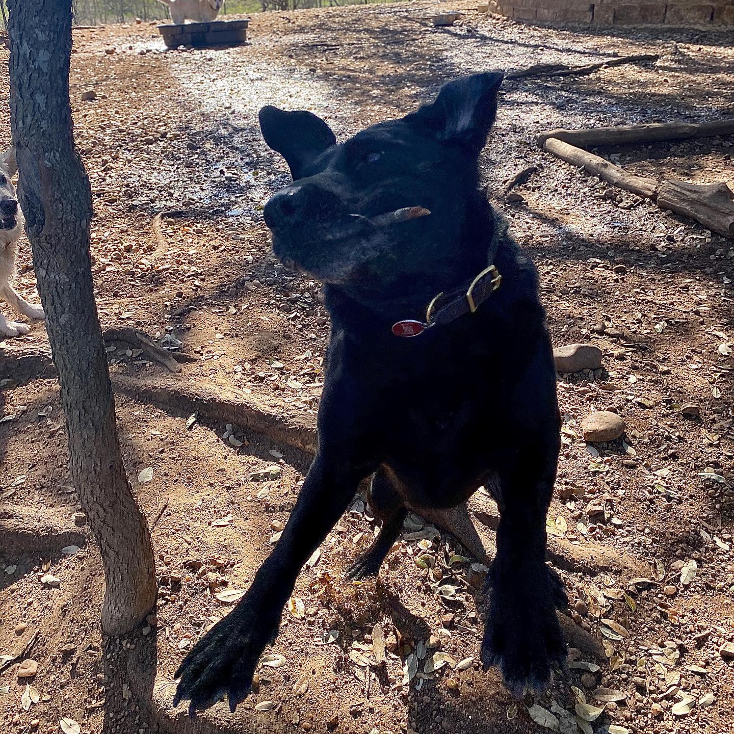 8 Things You Should NEVER Do Around Your Dogs | Austin Dog Kennels