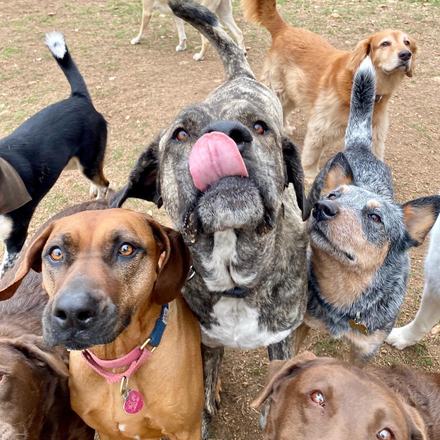 8 Things You Should NEVER Do Around Your Dogs | Austin Dog Kennels