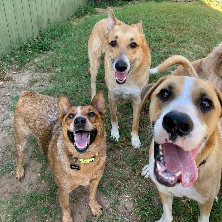 8 Things You Should NEVER Do Around Your Dogs | Austin Dog Kennels