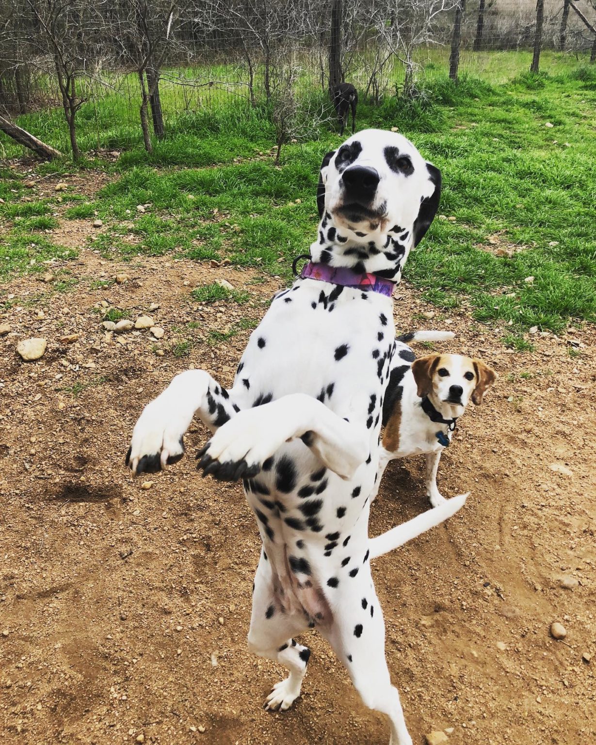 8 Things You Should NEVER Do Around Your Dogs | Austin Dog Kennels