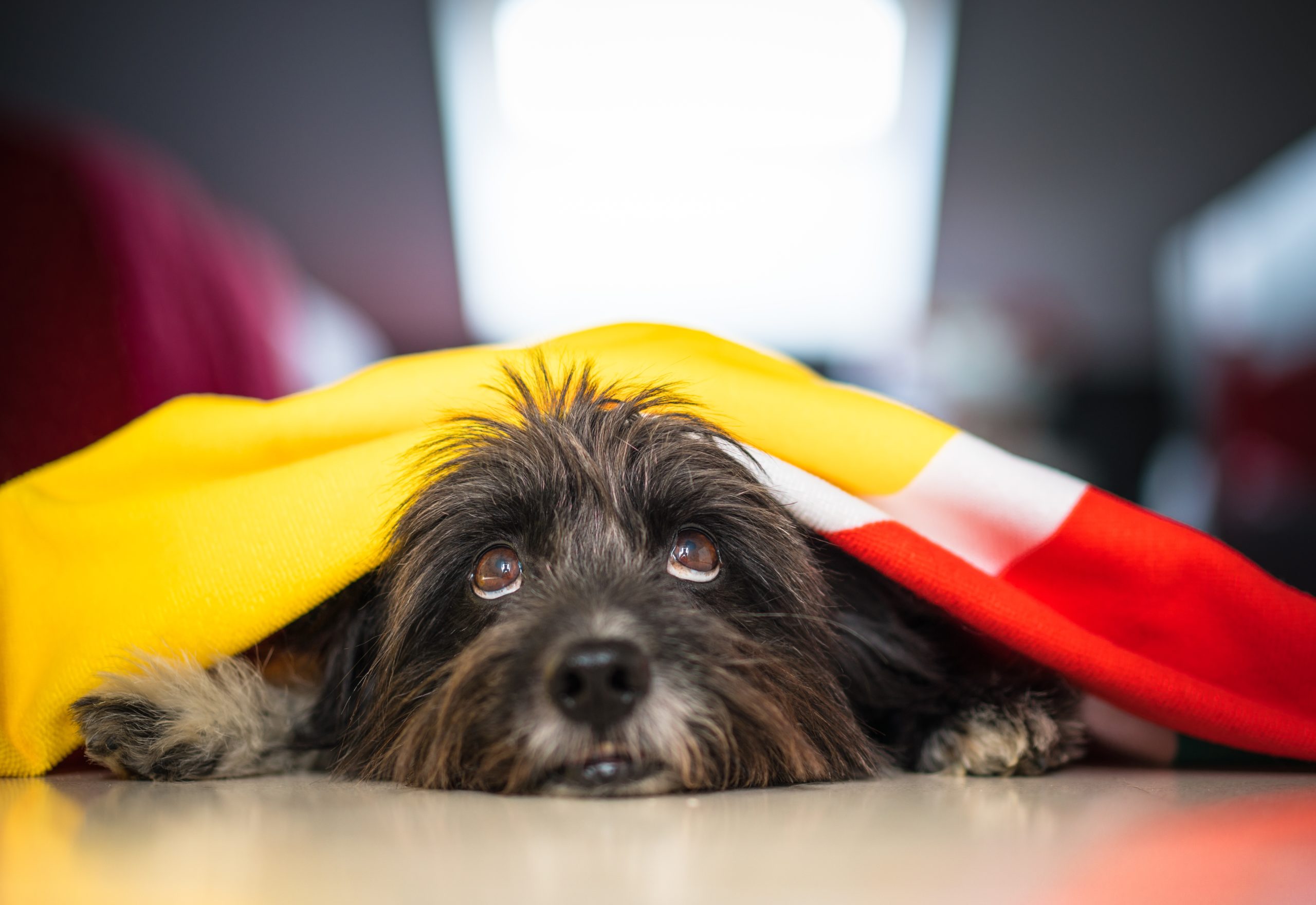 Hot Dogs: How to Care for Your Pups When It's Hot Outside | Austin Dog ...